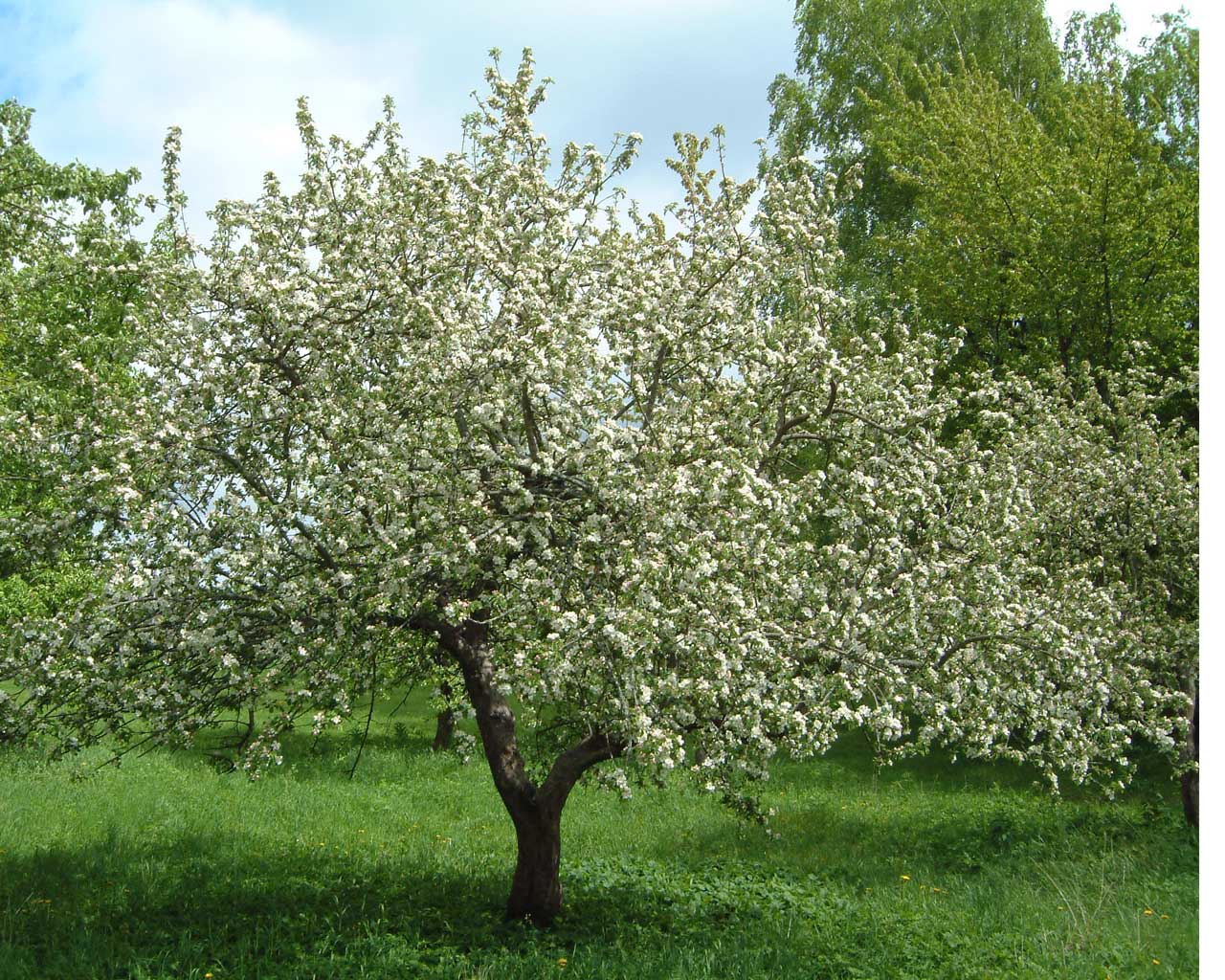 Horticulture Plant ID Apple Tree Horticulture Plant ID Apple Tree